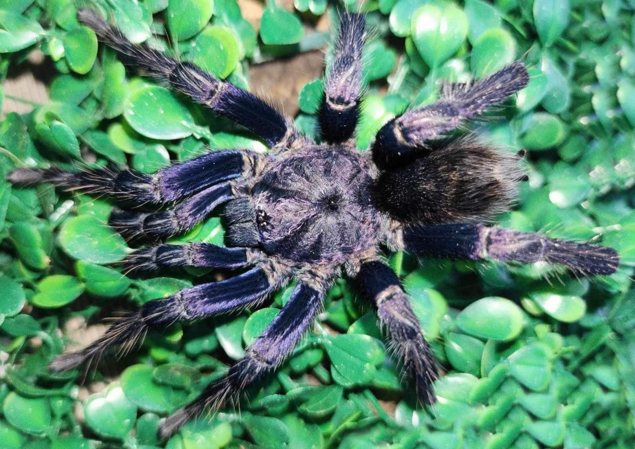 Theraphosidae sp. azul ArgiopeTerra