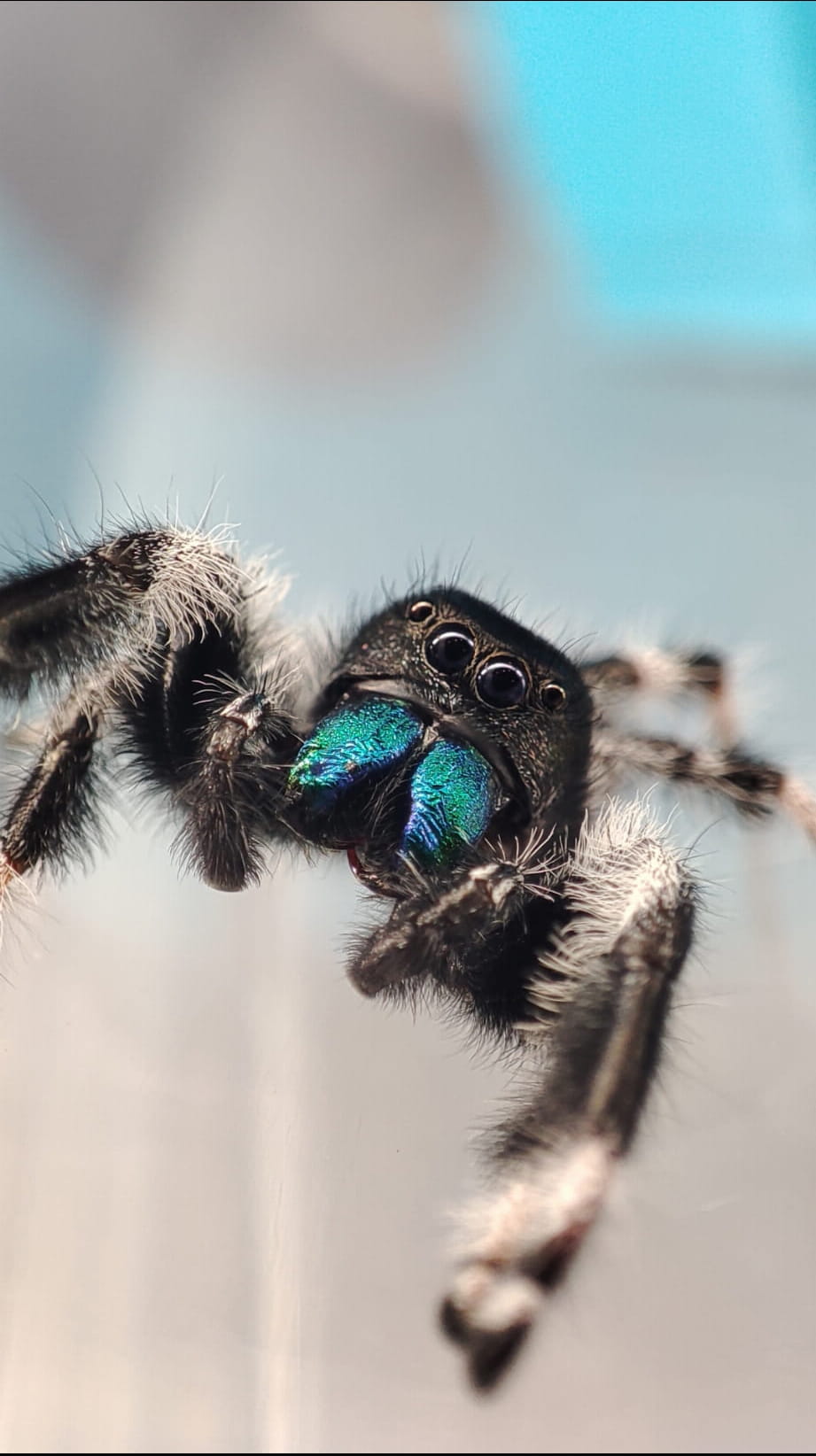Phidippus regius Isla De La Juventud ArgiopeTerra